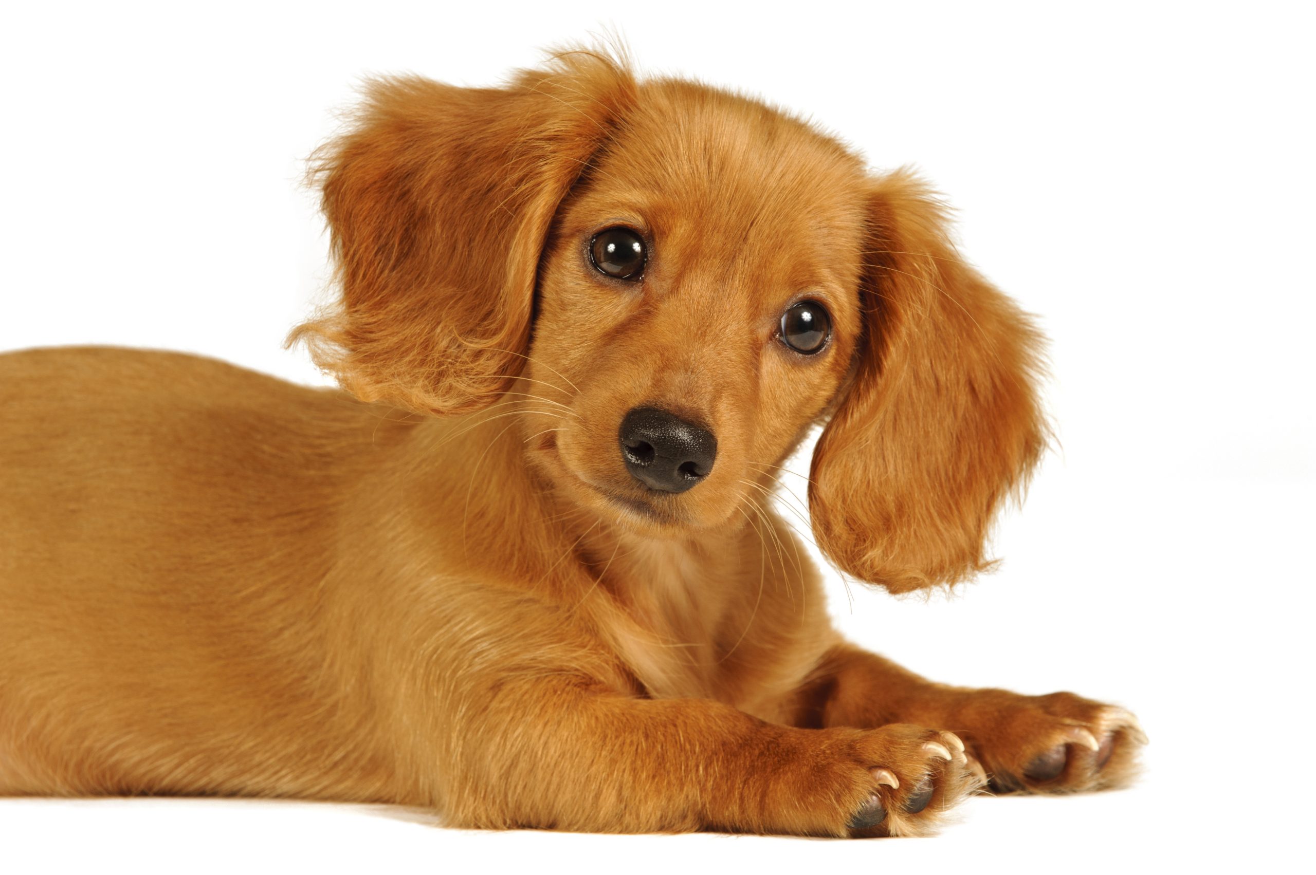 Small Dogs with Big Personalities: Meet the Tiniest Pets Who Pack a ...
