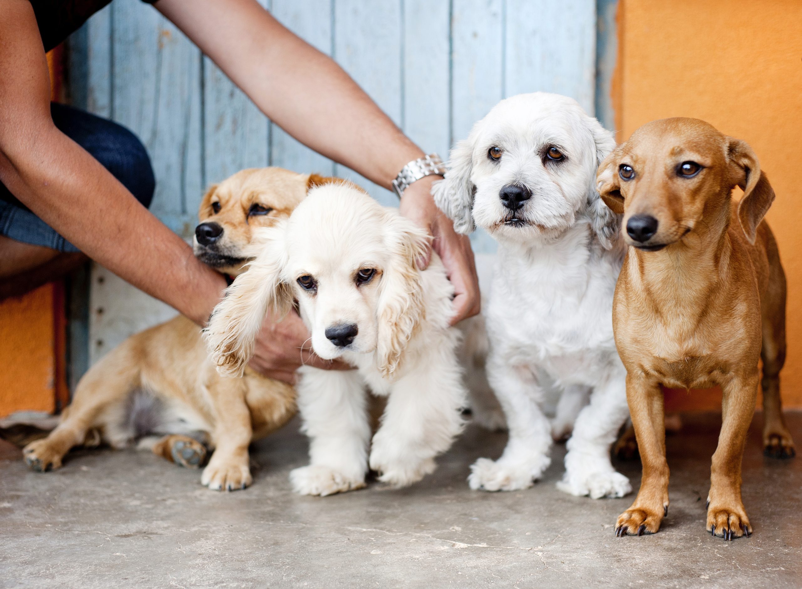 Tiny But Mighty: The Top 5 Small Dog Breeds for Families | Small Dogs
